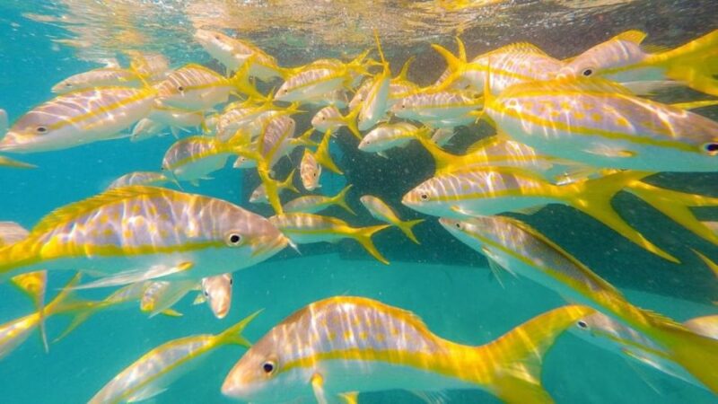 Key West: Afternoon Reef Snorkel Tour with Open Bar - What the Reviews Say