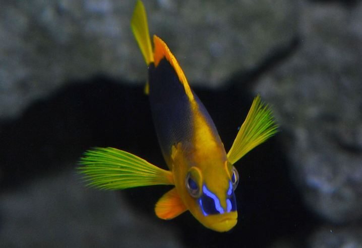 Key West Aquarium Tickets - FAQ