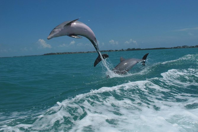 Key West Dolphin and Snorkel Experience - Customer Experiences and Feedback