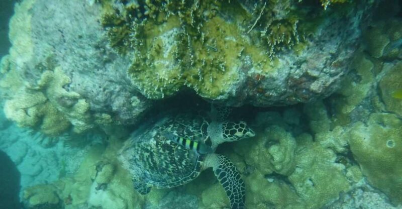 Key West: Dolphin & Reef Snorkel Trip with Sunset Option - Who Would Enjoy This Tour?