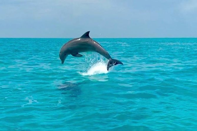 Key West Dolphin Watch and Snorkel Tour - Eco Adventure - FAQs