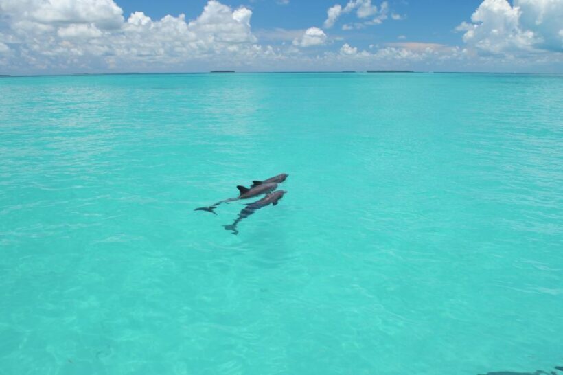 Key West: Dolphin Watching and Snorkeling Eco Cruise Tour - Who Should Consider This Tour?