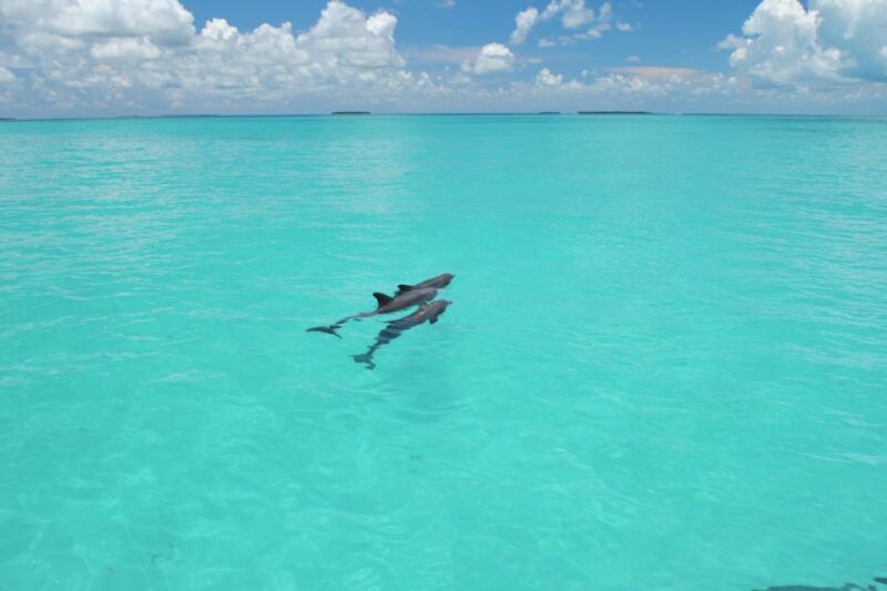 Key West: Dolphin Watching and Snorkeling Eco Cruise Tour - What Makes This Tour Stand Out