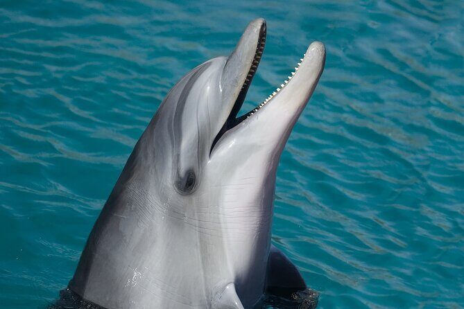 Key West: Dolphin Watching cruise & Snorkeling unlimited beer & soda - The Sum Up: Is It Worth It?