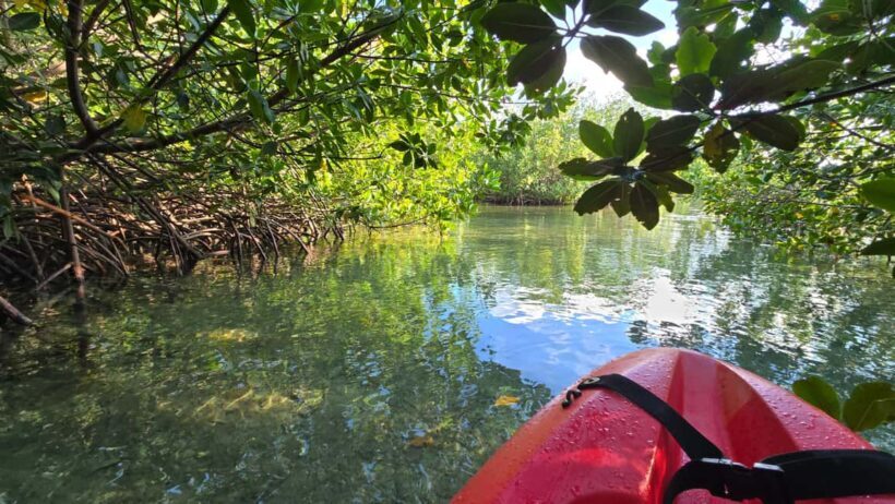 Key West: Kayak or Paddleboard Rental - Authentic Experiences and Local Charm