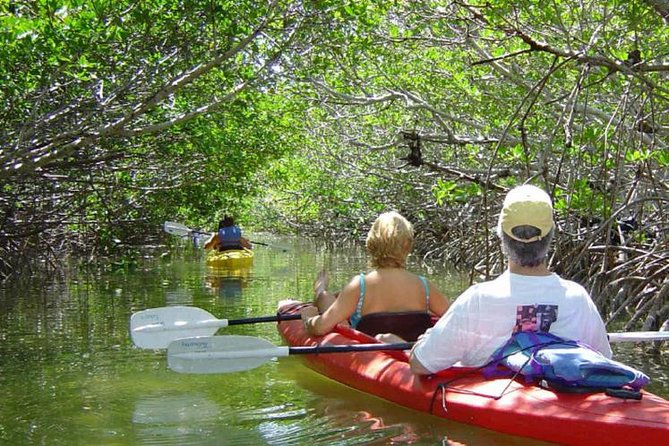 Key West Mangrove Kayak Eco Tour - A Closer Look at the Key West Mangrove Kayak Eco Tour