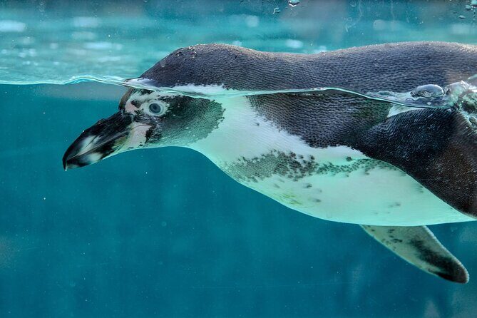 Key West: Morning Snorkeling Breakfast & Drinks, Conch Train - A Deep Dive into the Experience