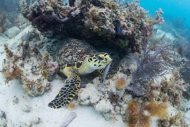 Key West Sail and Snorkel Day Trip from Fort Lauderdale - The Long Journey: Pros and Cons of the Bus Ride