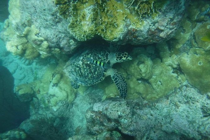 Key West Sunset Snorkel With Unlimited Draft Beer & Wine - Guest Reviews and Feedback