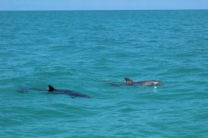 Key West Tours from Miami: Dolphin Discovery, Snorkeling & More ! - Who Will Love This Tour?