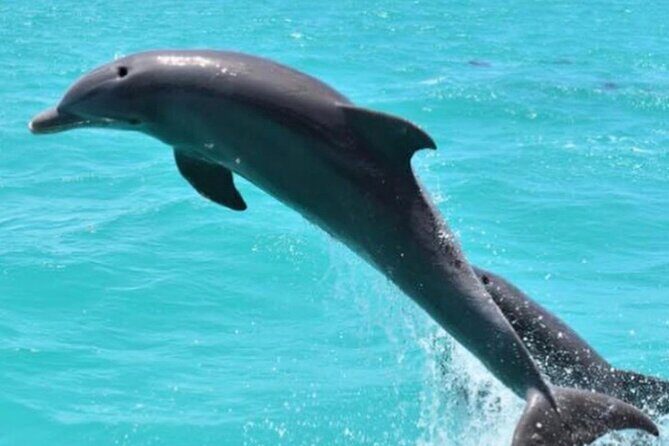 Key West's Favorite Afternoon Dolphin Sail - Authentic Encounters and Genuine Wildlife Viewing