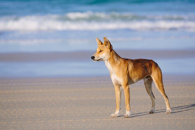 K'gari (Fraser Island) Small Group 4WD Adventure - From Noosa - Authenticity and Value