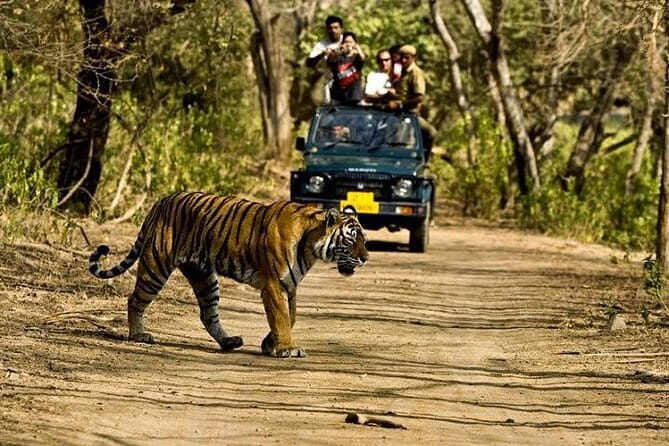 Khajuraho Day Tour: Jungle Safari at Panna National Park and Western and Eastern Temple - Key Points