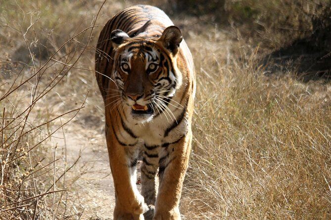 Khajuraho Erotica & Panna Exotica Wildlife - Final Thoughts: Who Will Love This Tour?