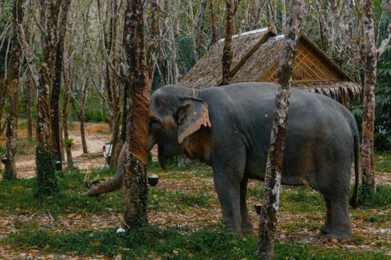 Khao Lak: 1-Hour Elephant Sanctuary Eco-Journey with Shuttle - Pricing and Value