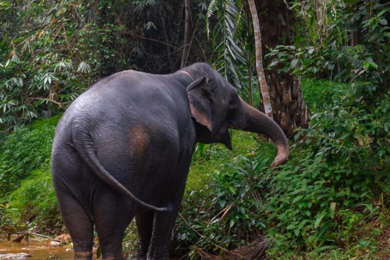 Khao Lak: All-Day Elephant Sanctuary Experience Small Groups - FAQs