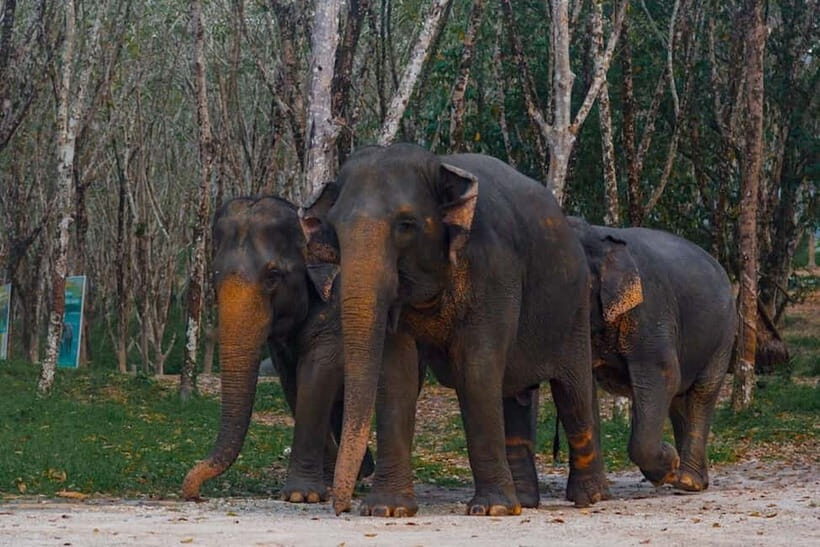 Khao Lak: Bamboo Rafting, Elephant Feeding & Water Park Tour - An Overview of the Experience