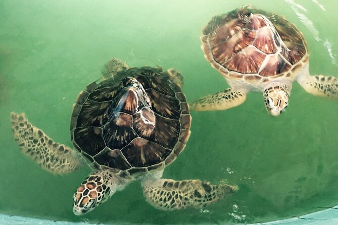 Khao Lak Eco-Safari: Elephants, Tsunami Museum, and Turtles - FAQ