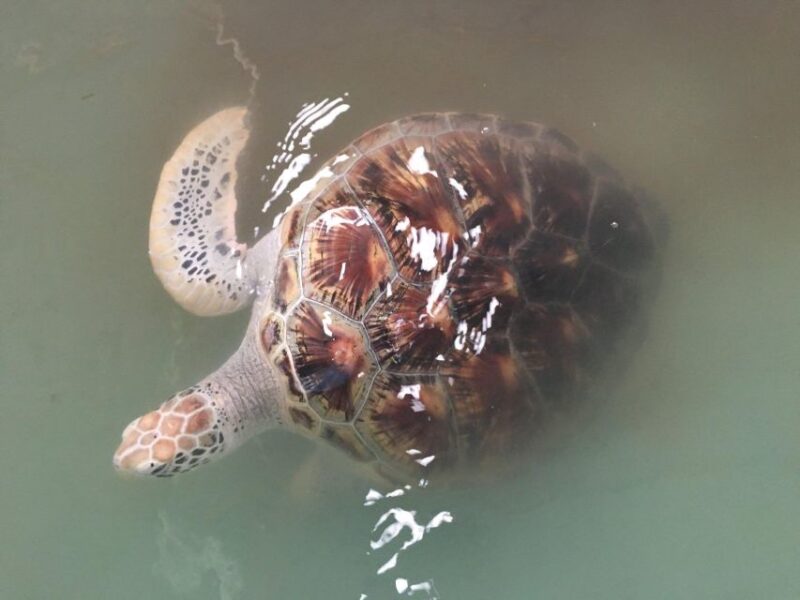 Khao Lak Eco-Safari: Elephants, Tsunami Museum, and Turtles - Value and Pricing