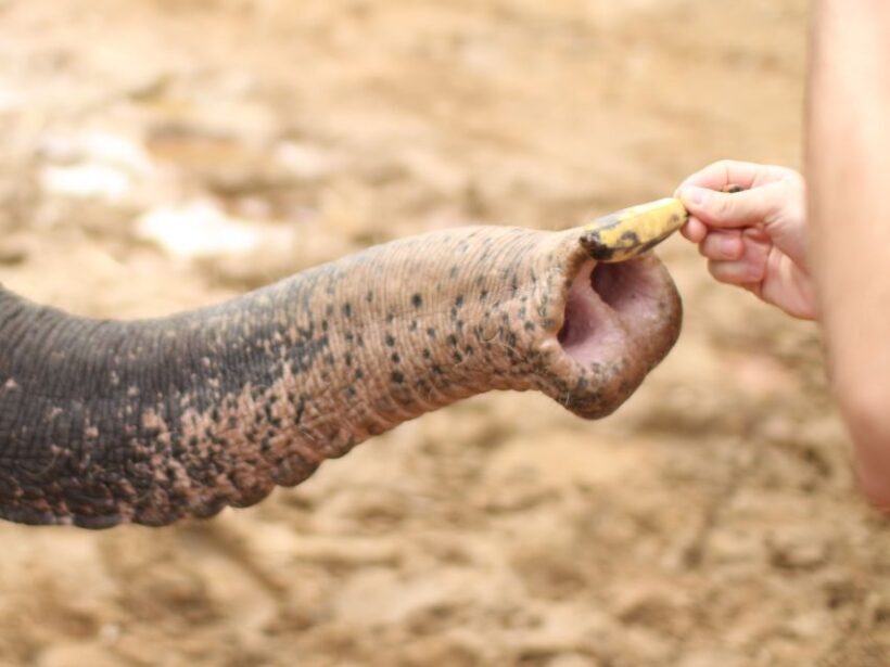 Khao Lak: Elephant Bathing and Turtle Center Visit - A Detailed Look at the Experience