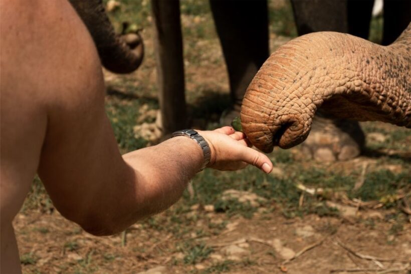 Khao Lak: Elephant Safari with Lunch - The Sum Up: Is This Tour Right for You?