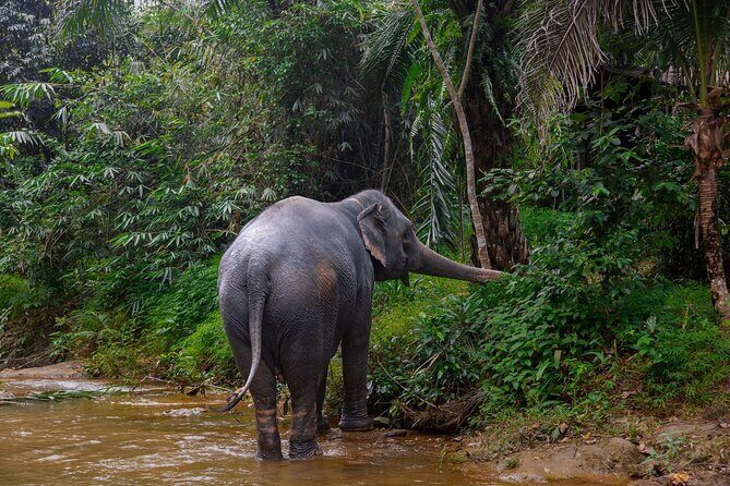 Khao Lak Elephant Sanctuary Full Day Small Group Tour - A Deep Dive into the Khao Lak Elephant Sanctuary Full Day Tour