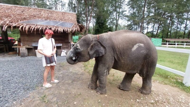 Khao Lak: Elephant Sanctuary Guided Tour - The Experience for Families and Solo Travelers