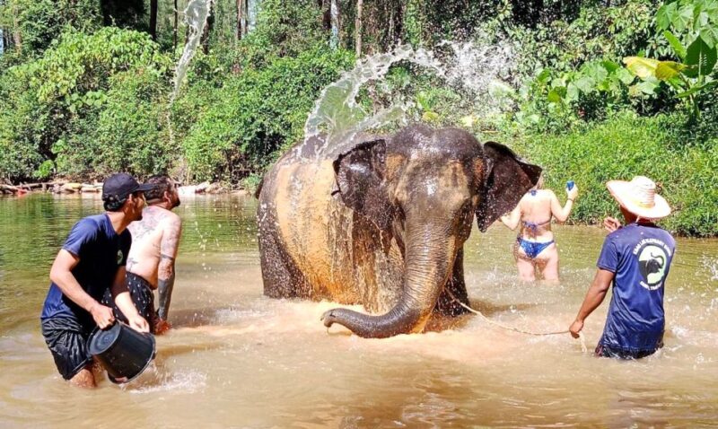 Khao Lak: Elephant Sanctuary Guided Tour - Reviews That Speak Volumes