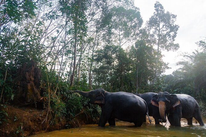 Khao Lak Elephant Sanctuary Tour with Waterfall and Lunch - FAQ