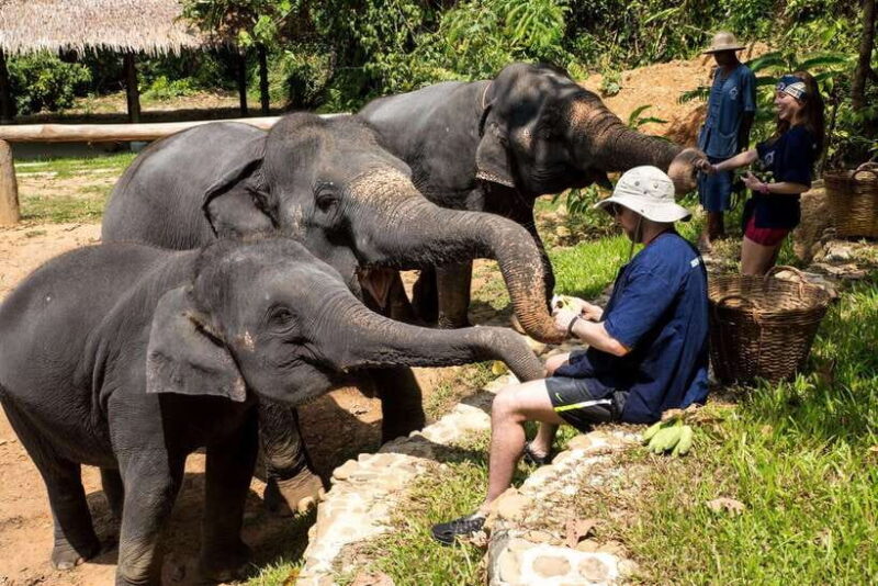 Khao Lak: Ethical Elephant Sanctuary Experience - The Value and Experience Quality