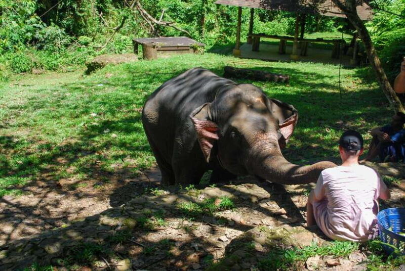Khao Lak: Ethical Elephant Sanctuary Experience - What Sets This Tour Apart?