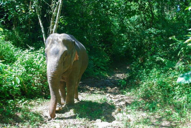 Khao Lak: Ethical Elephant Sanctuary Experience - Final Thoughts
