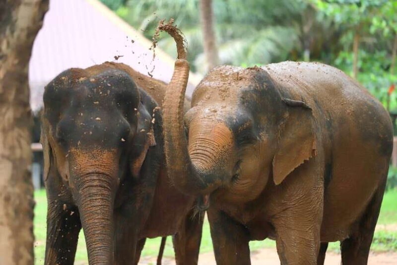 Khao Lak: Ethical Elephant Sanctuary Overnight Adventure - Final Thoughts: Who Will Appreciate This Tour?