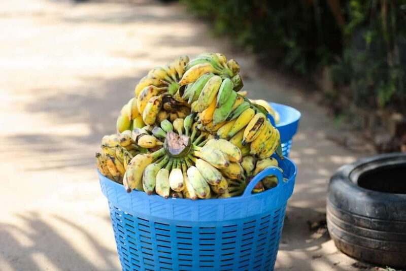 Khao Lak: Ethical Elephant Sanctuary Overnight Adventure - FAQs