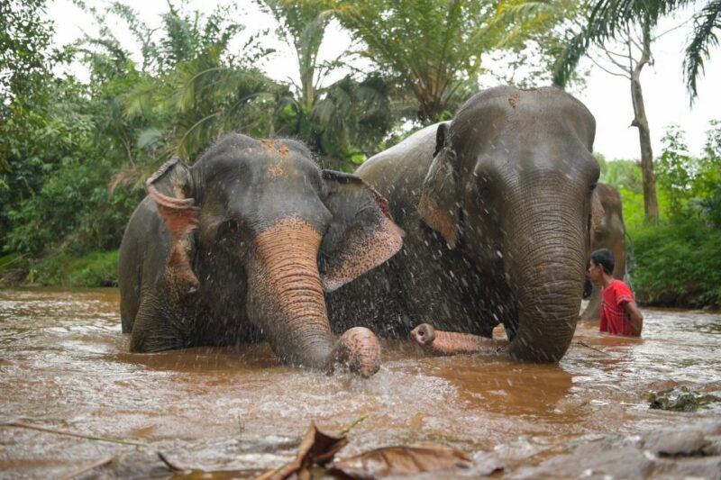 Khao Lak Ethical Elephant Sanctuary Overnight Program - The Value of the Experience