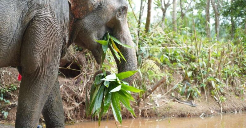 Khao Lak Ethical Elephant Sanctuary Overnight Program - Who Will Love This Tour?