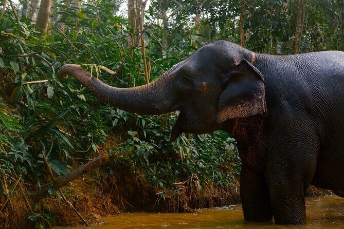 Khao Lak Ethical Elephant Sanctuary Small Group Tour - Introduction: A Thoughtfully Designed Elephant Experience in Khao Lak