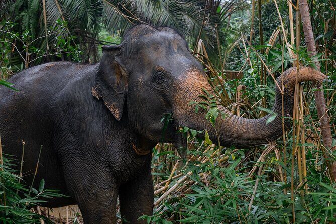 Khao Lak Ethical Elephant Sanctuary Small Group Tour - Who Will Love This Tour?