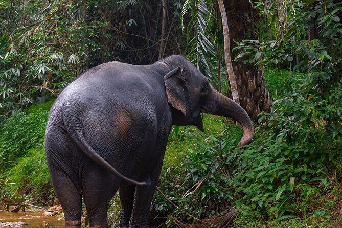 Khao Lak Ethical Elephant Sanctuary Small Group Tour - The Sum Up: The Best Choice for Ethical and Authentic Elephant Encounters
