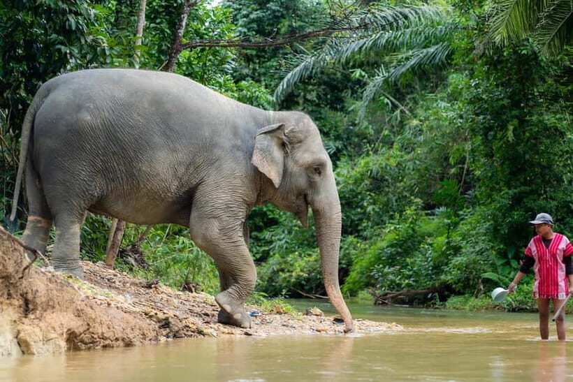 Khao Lak Ethical Elephant Sanctuary Visit & River Tubing - An Honest Look at the Tour Itself