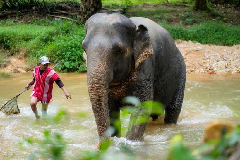 Khao Lak Ethical Elephant Sanctuary Visit & River Tubing - Analyzing the Value