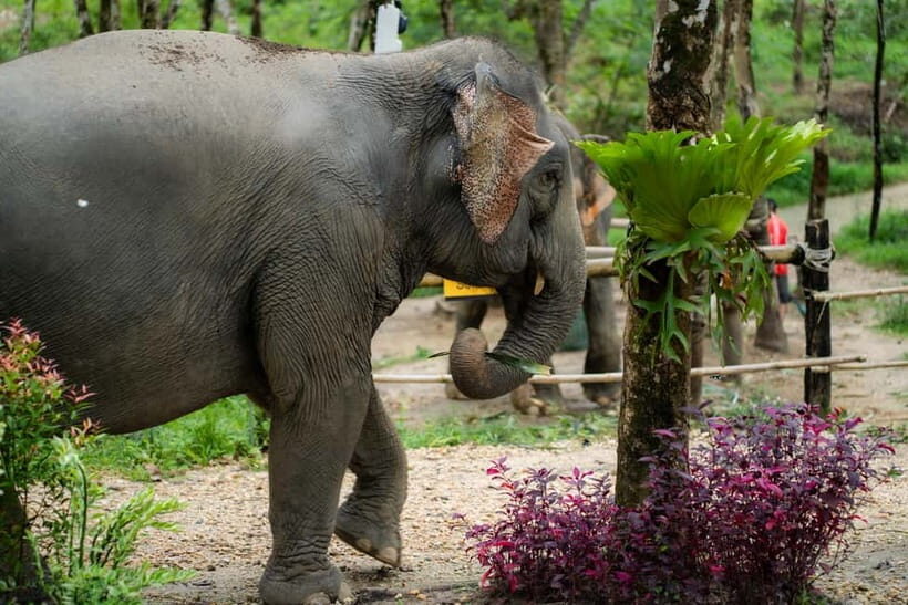 Khao Lak Ethical Elephant Sanctuary Visit & River Tubing - Authentic, Yet Fun—A Balanced Choice