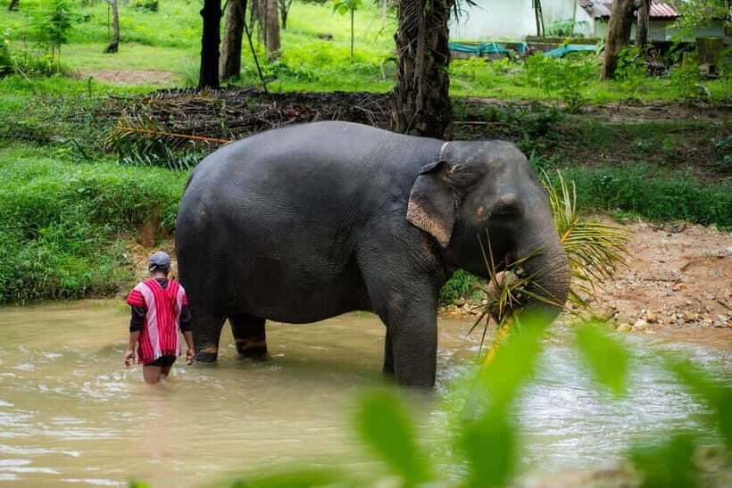 Khao Lak Ethical Elephant Sanctuary Visit & River Tubing - Who Should Consider This Tour?