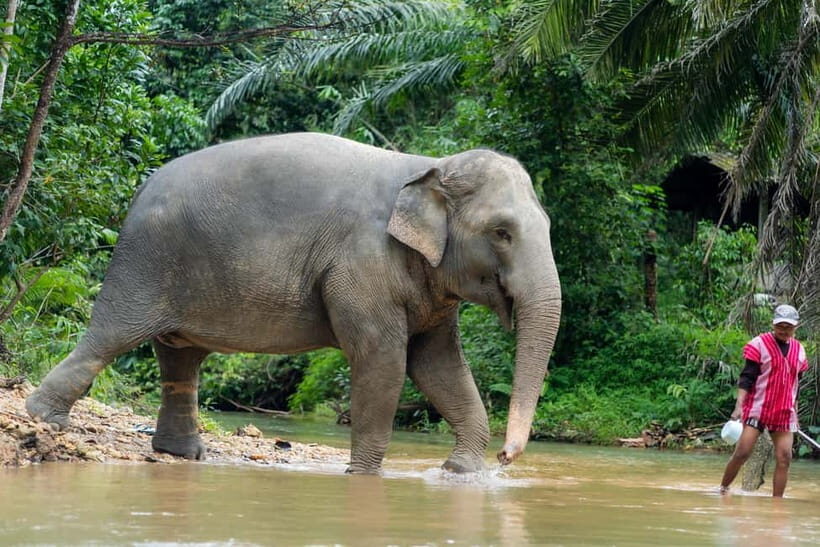Khao Lak Ethical Elephant Sanctuary Visit & River Tubing - Frequently Asked Questions