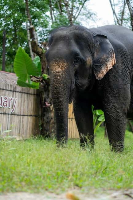 Khao Lak Ethical Elephant Sanctuary Visit & River Tubing - Final Thoughts