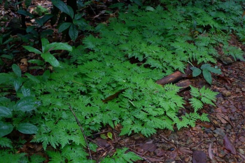 Khao Lak: Full-Day Khao Sok Jungle Walk and Canoeing Tour - Who Will This Tour Appeal To?