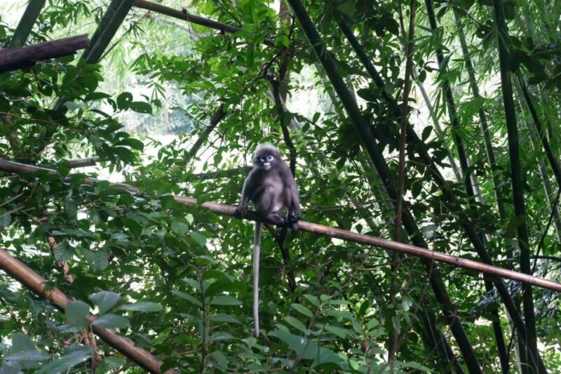 Khao Lak: Full-Day Khao Sok Jungle Walk and Canoeing Tour - FAQs