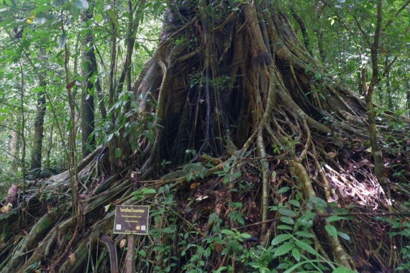 Khao Lak: Full-Day Khao Sok Jungle Walk and Canoeing Tour - Final Thoughts