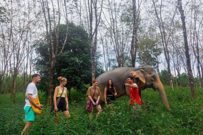 Khao Lak Guided Nature Walk & Elephant Experience - A Practical Overview of the Experience