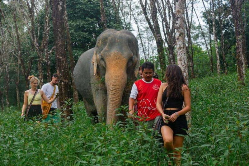 Khao Lak Guided Nature Walk & Elephant Experience - What’s Included and What’s Not